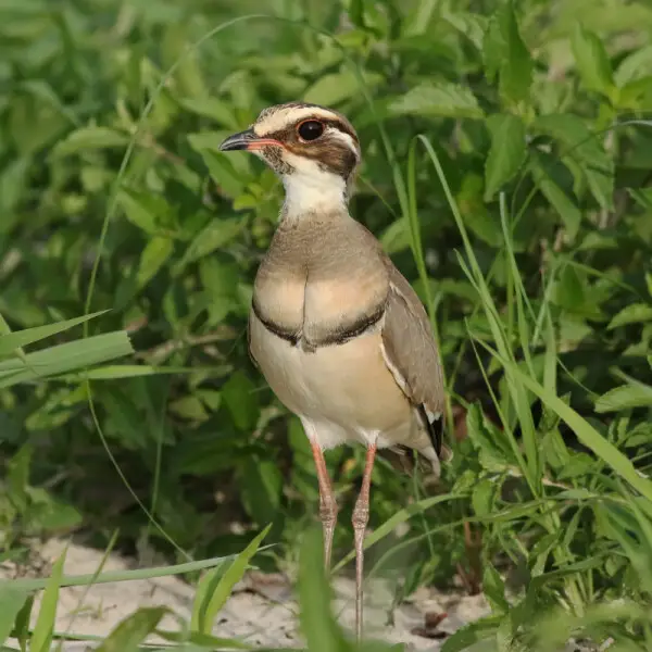 Bronze-winged courser - Facts, Diet, Habitat & Pictures on Animalia.bio