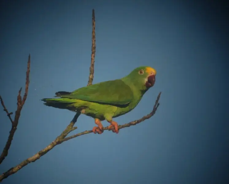 Tui parakeet - Facts, Diet, Habitat & Pictures on Animalia.bio