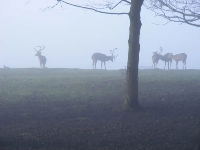 Eld's Deer - Facts, Diet, Habitat & Pictures on Animalia.bio