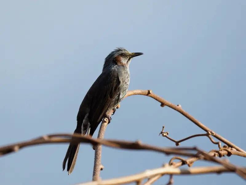 Brown-eared bulbul - Facts, Diet, Habitat & Pictures on Animalia.bio