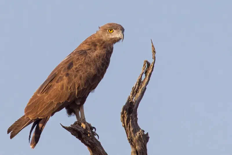 Brown snake eagle - Facts, Diet, Habitat & Pictures on Animalia.bio