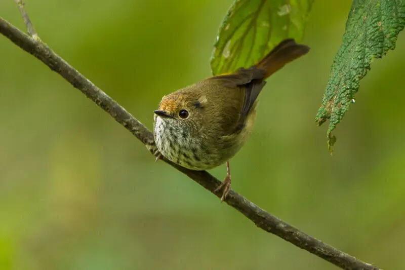 Brown thornbill - Facts, Diet, Habitat & Pictures on Animalia.bio