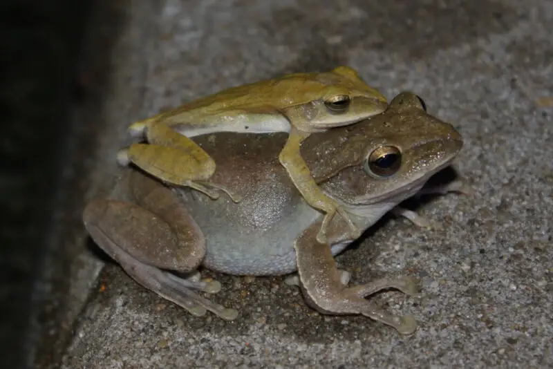 Polypedates megacephalus - Facts, Diet, Habitat & Pictures on Animalia.bio