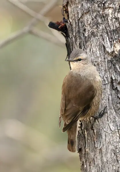 Brown treecreeper - Facts, Diet, Habitat & Pictures on Animalia.bio