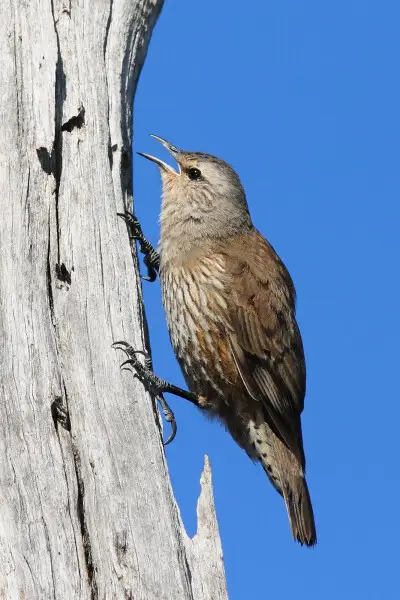 Brown treecreeper - Facts, Diet, Habitat & Pictures on Animalia.bio