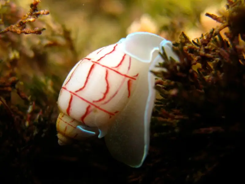 Bullina lineata - факти, дієта, ареал і фотографії на Animalia.bio