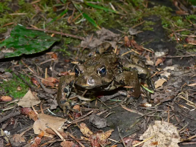 Western toad - Facts, Diet, Habitat & Pictures on Animalia.bio