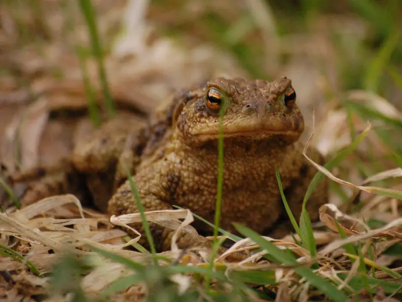 Common toad - Facts, Diet, Habitat & Pictures on Animalia.bio