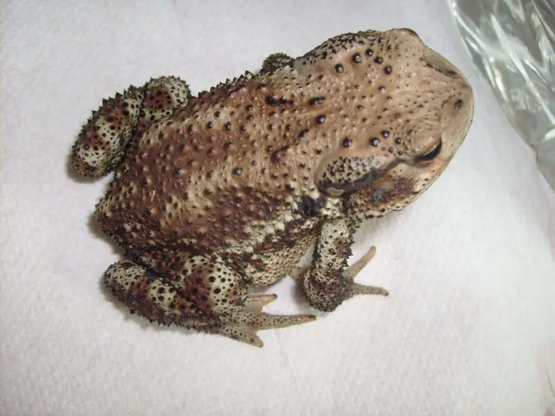 Asiatic toad - Facts, Diet, Habitat & Pictures on Animalia.bio