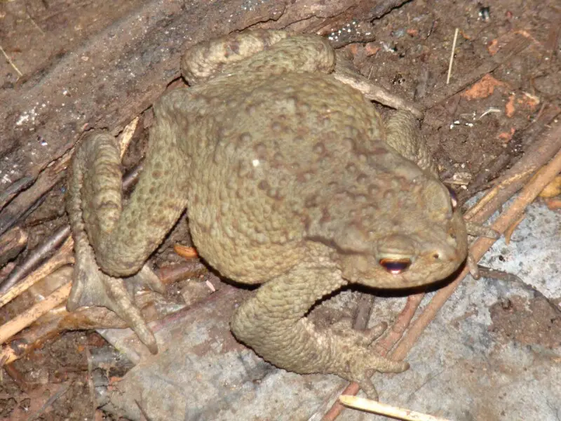 Caucasian toad - Facts, Diet, Habitat & Pictures on Animalia.bio