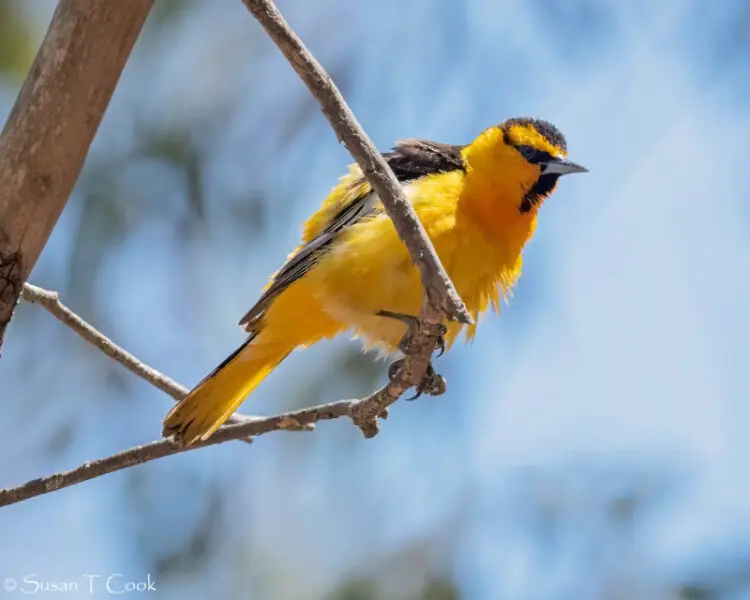 Bullock's oriole - Facts, Diet, Habitat & Pictures on Animalia.bio