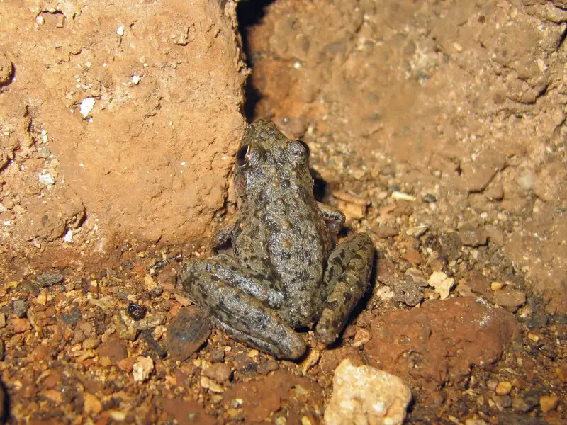 Bumpy rocket frog - Facts, Diet, Habitat & Pictures on Animalia.bio