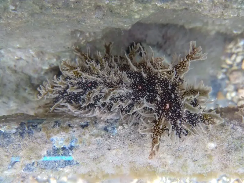 Bursatella leachii - Facts, Diet, Habitat & Pictures on Animalia.bio