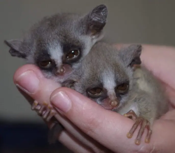 Mohol bushbaby - Facts, Diet, Habitat & Pictures on Animalia.bio