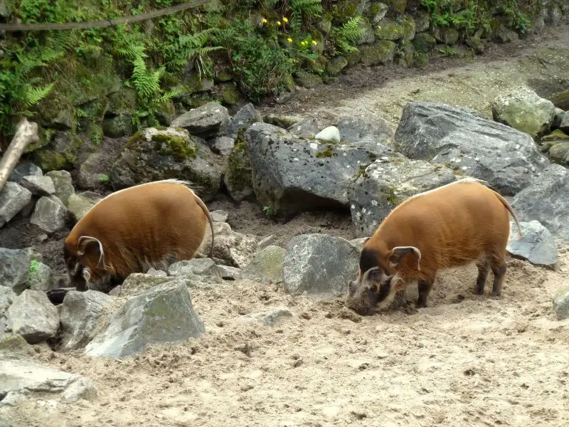 Red River Hog - Facts, Diet, Habitat & Pictures on Animalia.bio