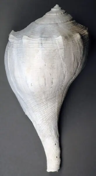 Knobbed whelk - Facts, Diet, Habitat & Pictures on Animalia.bio