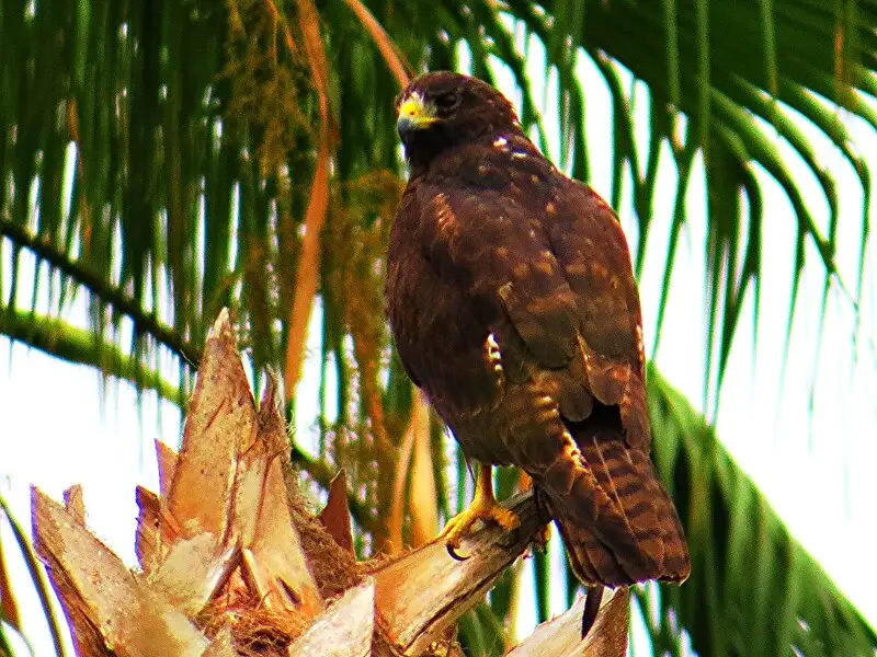 Zone-tailed hawk - Facts, Diet, Habitat & Pictures on Animalia.bio