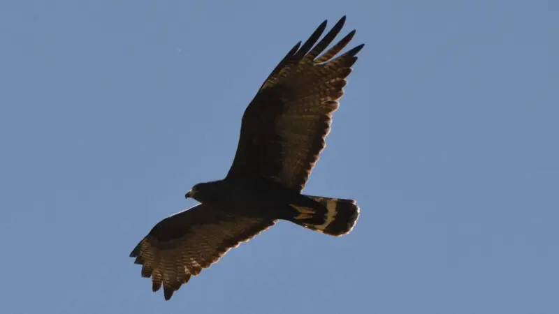 Zone-tailed hawk - Facts, Diet, Habitat & Pictures on Animalia.bio
