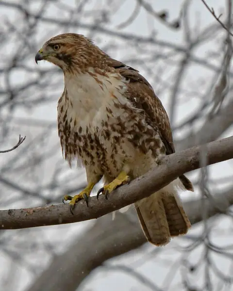 Eastern red-tailed hawk - Facts, Diet, Habitat & Pictures on Animalia.bio