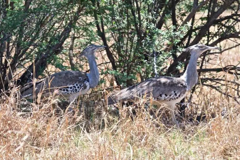 Kori Bustard - Facts, Diet, Habitat & Pictures on Animalia.bio