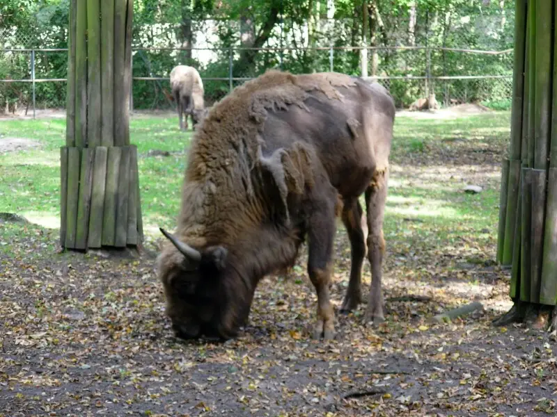 Caucasian wisent - Facts, Diet, Habitat & Pictures on Animalia.bio