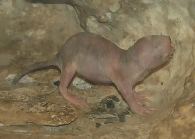 Naked Mole Rat Facts Diet Habitat Pictures On Animalia bio