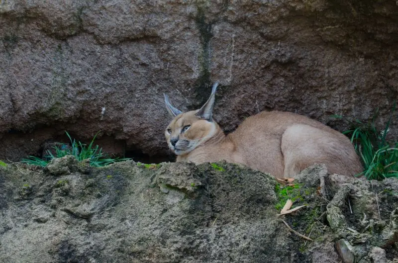 Caracal - Facts, Diet, Habitat & Pictures on Animalia.bio