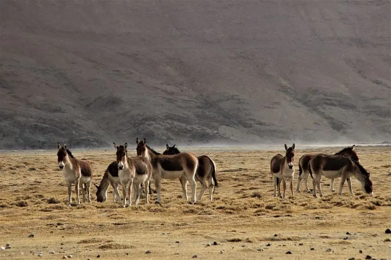 Kiang - Facts, Diet, Habitat & Pictures on Animalia.bio