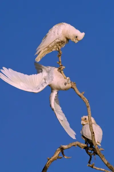 Little corella - Facts, Diet, Habitat & Pictures on Animalia.bio