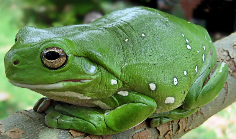 Ranoidea splendida - факти, дієта, ареал і фотографії на Animalia.bio