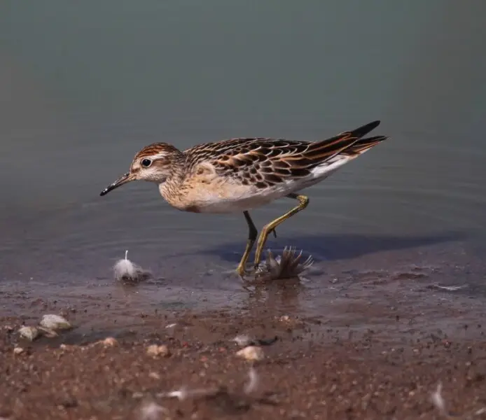 Sharp-tailed sandpiper - Facts, Diet, Habitat & Pictures on Animalia.bio