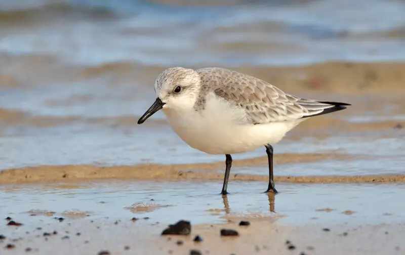 Sanderling - Facts, Diet, Habitat & Pictures on Animalia.bio