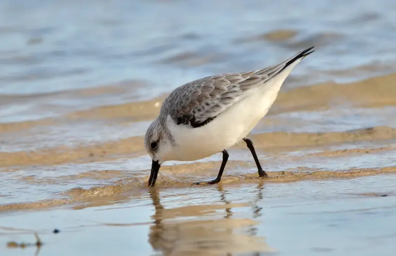 Sanderling - Facts, Diet, Habitat & Pictures on Animalia.bio