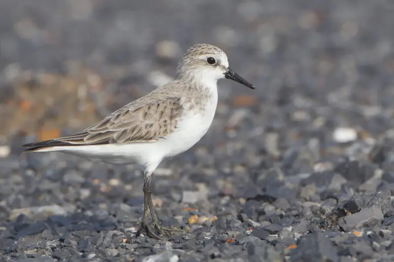 Sanderling - Facts, Diet, Habitat & Pictures on Animalia.bio