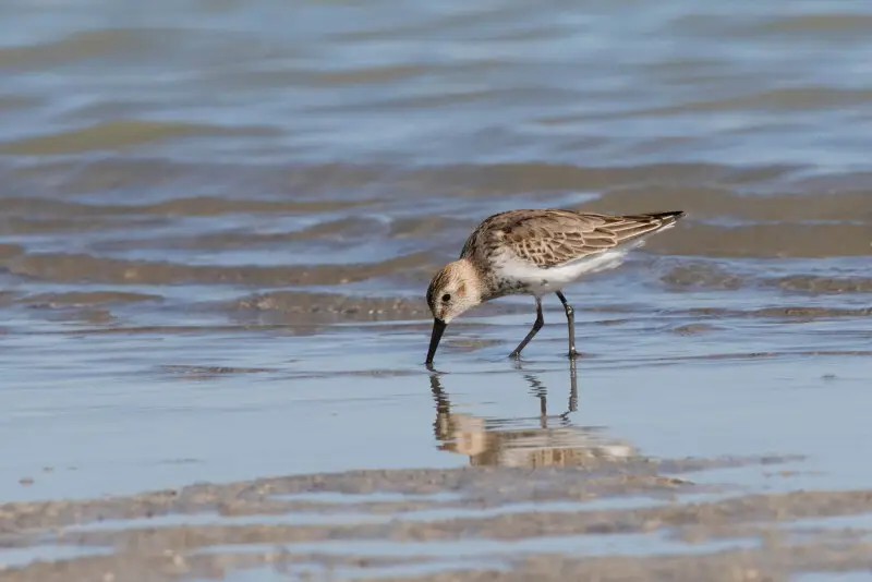 Dunlin - Facts, Diet, Habitat & Pictures on Animalia.bio