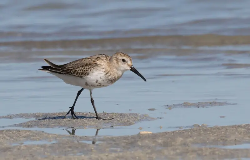 Dunlin - Facts, Diet, Habitat & Pictures on Animalia.bio
