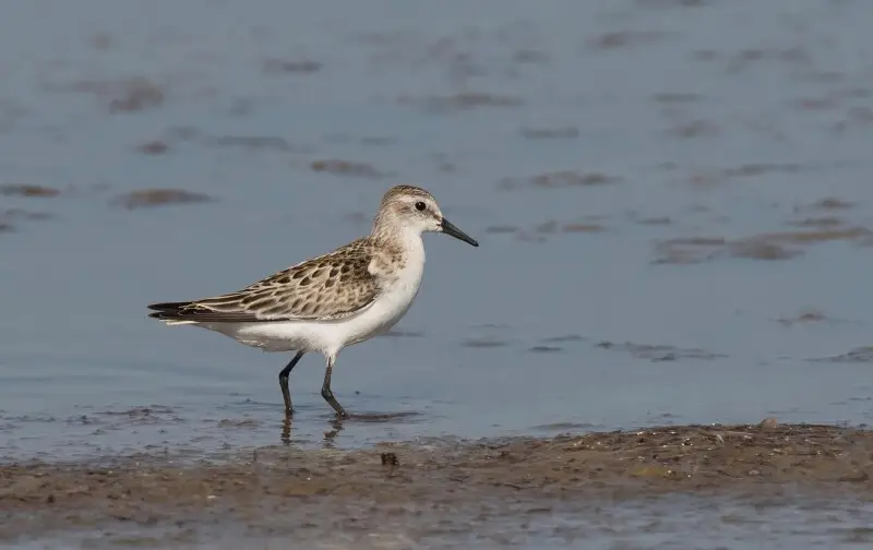 Little stint - Facts, Diet, Habitat & Pictures on Animalia.bio