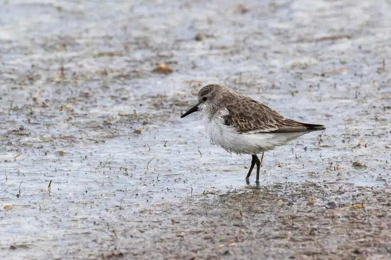 Little stint - Facts, Diet, Habitat & Pictures on Animalia.bio