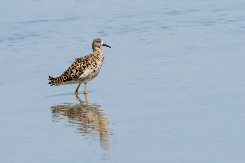 Ruff - Facts, Diet, Habitat & Pictures on Animalia.bio