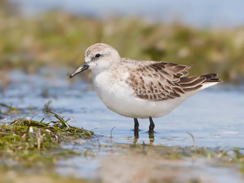 Red-necked stint - Facts, Diet, Habitat & Pictures on Animalia.bio