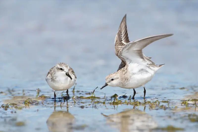 Red-necked stint - Facts, Diet, Habitat & Pictures on Animalia.bio