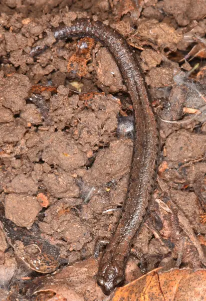 California slender salamander - Facts, Diet, Habitat & Pictures on ...