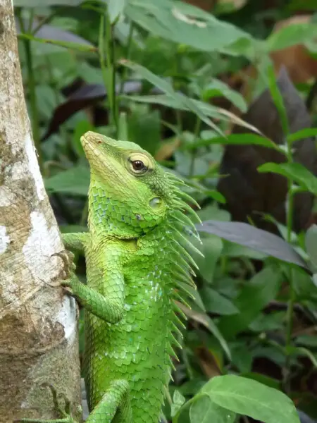 Calotes grandisquamis - Fatti, dieta, habitat e immagini su Animalia.bio