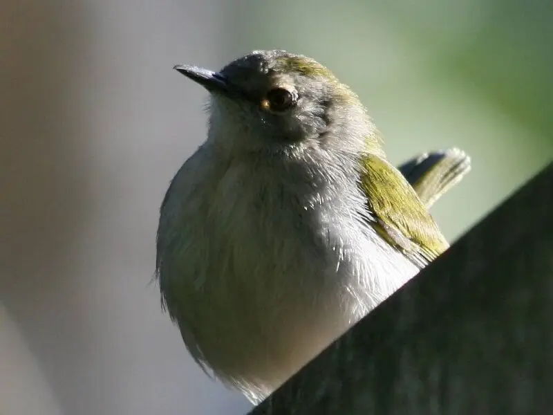 Green-backed camaroptera - Facts, Diet, Habitat & Pictures on Animalia.bio
