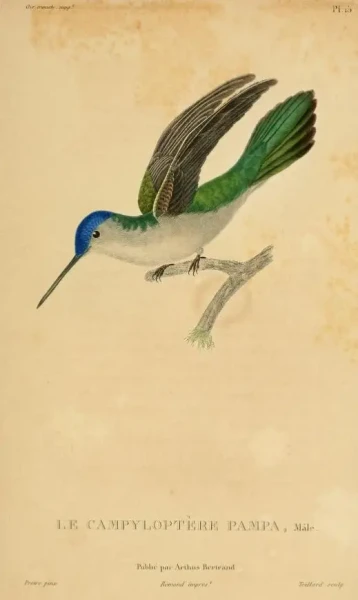 Wedge-tailed sabrewing - Facts, Diet, Habitat & Pictures on Animalia.bio