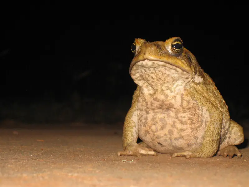 Cane toad - Facts, Diet, Habitat & Pictures on Animalia.bio