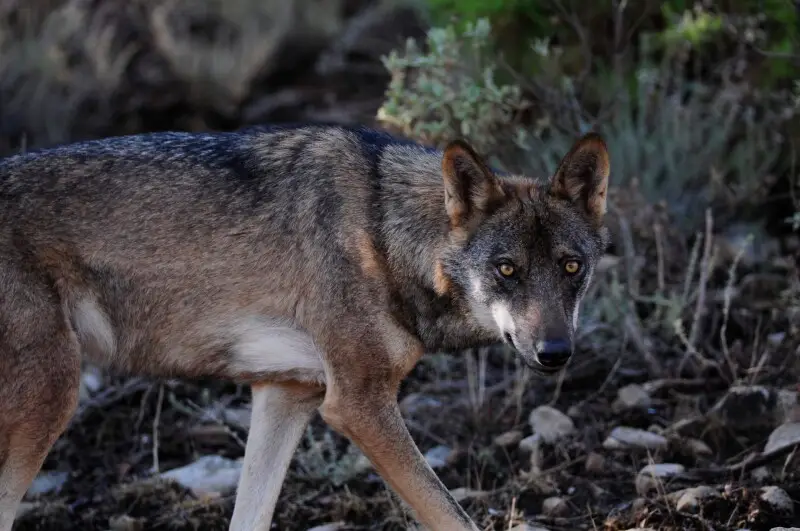 Iberian wolf - Facts, Diet, Habitat & Pictures on Animalia.bio