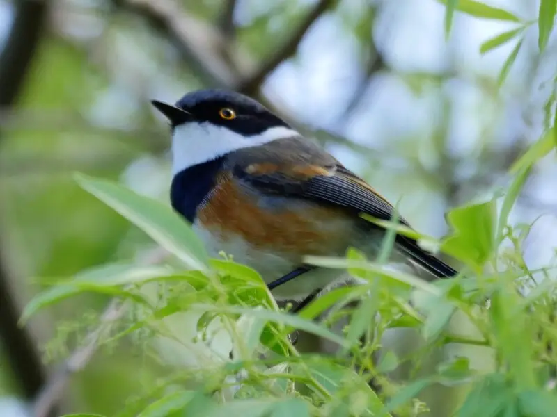 Cape batis - Facts, Diet, Habitat & Pictures on Animalia.bio
