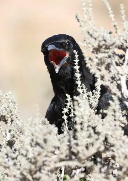 Cape crow - Facts, Diet, Habitat & Pictures on Animalia.bio