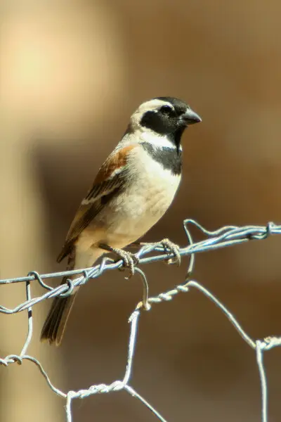 Cape sparrow - Facts, Diet, Habitat & Pictures on Animalia.bio
